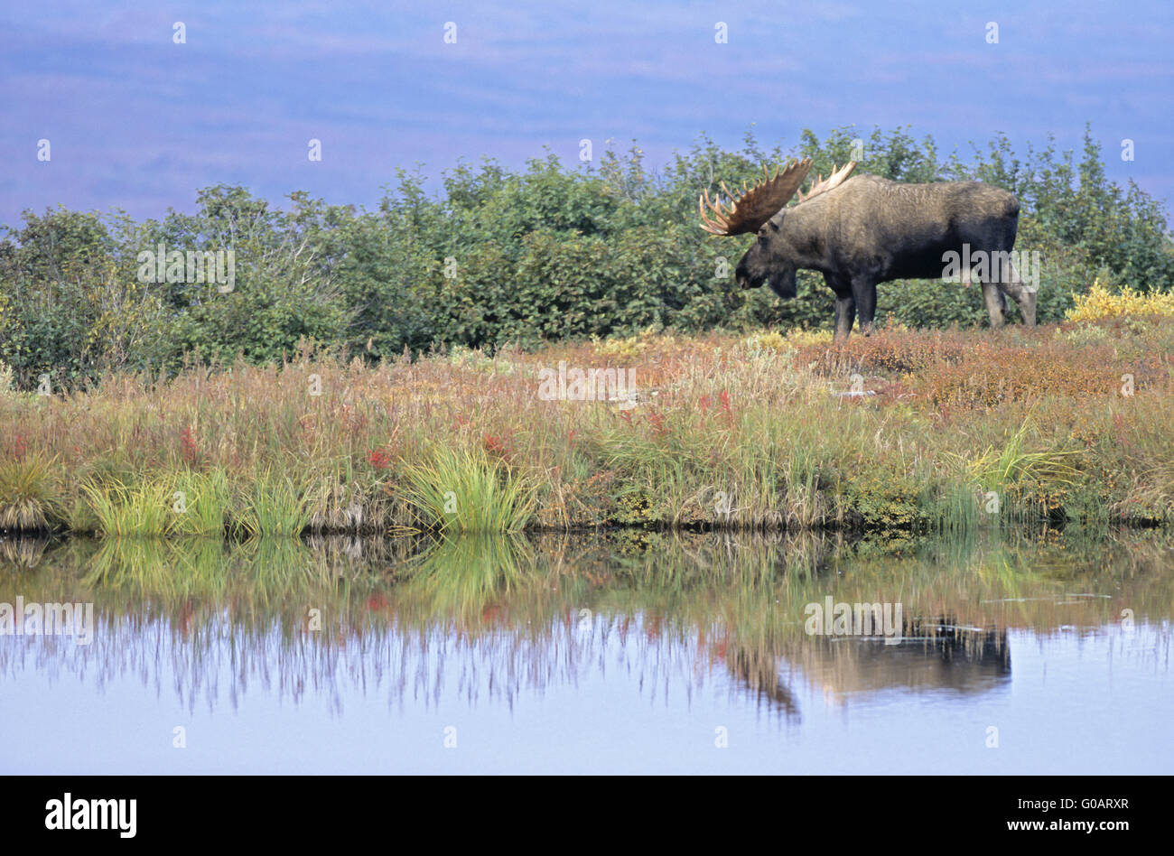 Bull Moose with reflection standing at a pond Stock Photo - Alamy