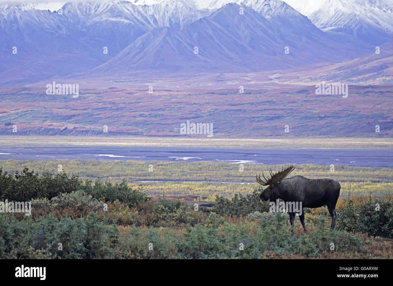 Bull Moose standing in front of the Alaska-Range Stock Photo - Alamy