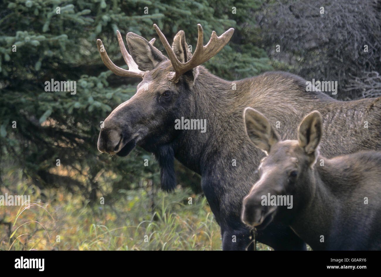 Portrait of young bull Moose and calf in the taiga Stock Photo - Alamy