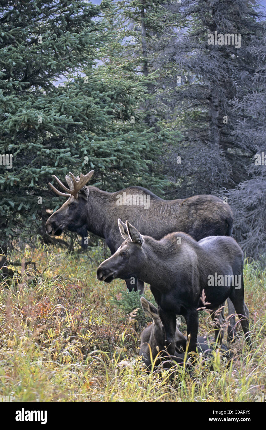 Young bull Moose and calfs in the taiga Stock Photo - Alamy