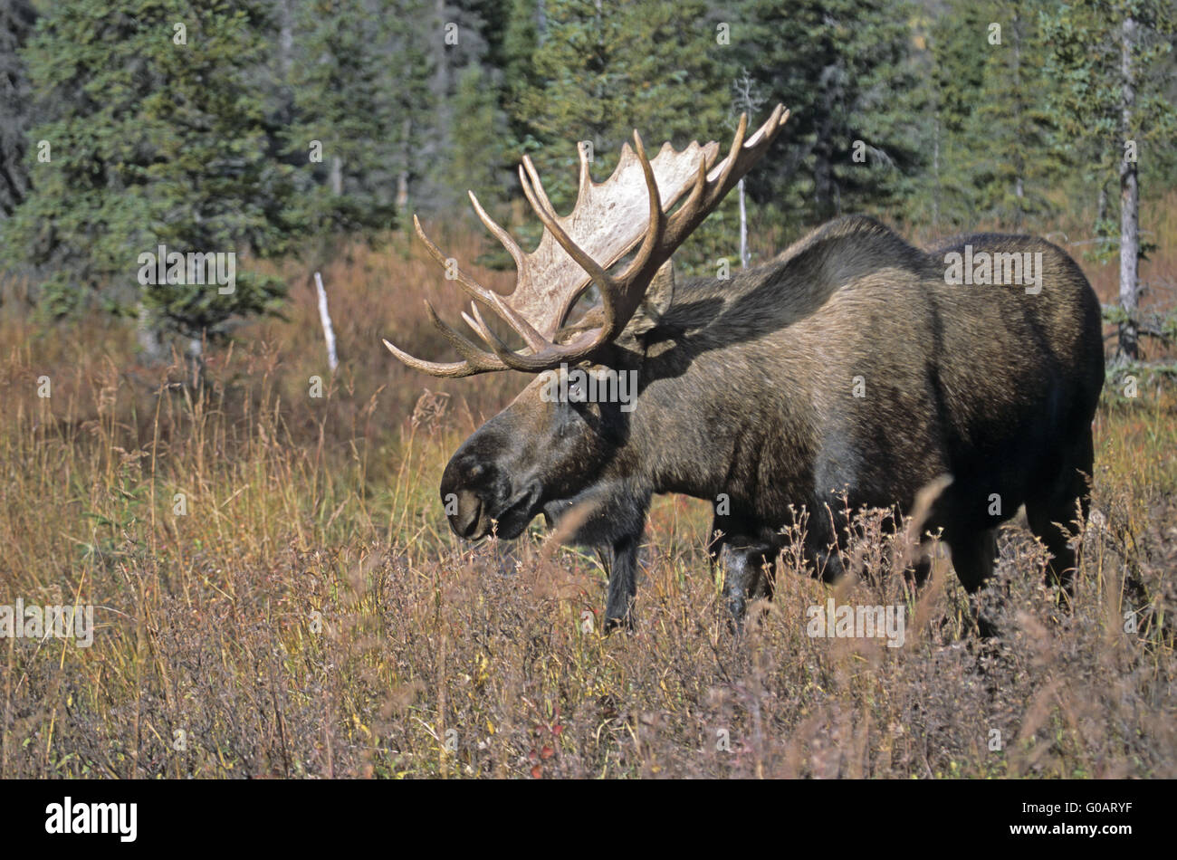 Bull Moose stands alert looking in the taiga Stock Photo - Alamy