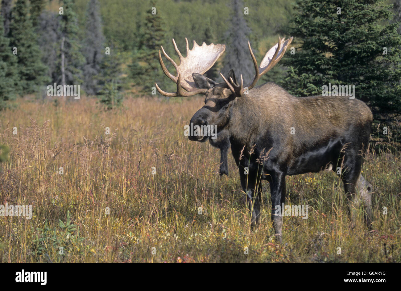 Bull Moose stands alert looking in the taiga Stock Photo - Alamy