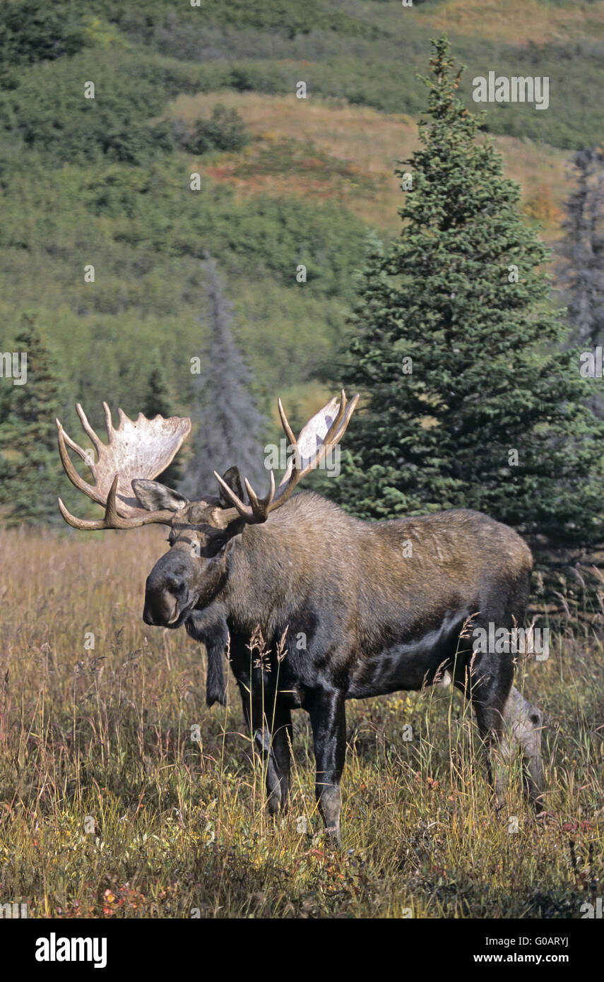 Bull Moose stands alert looking in the taiga Stock Photo - Alamy