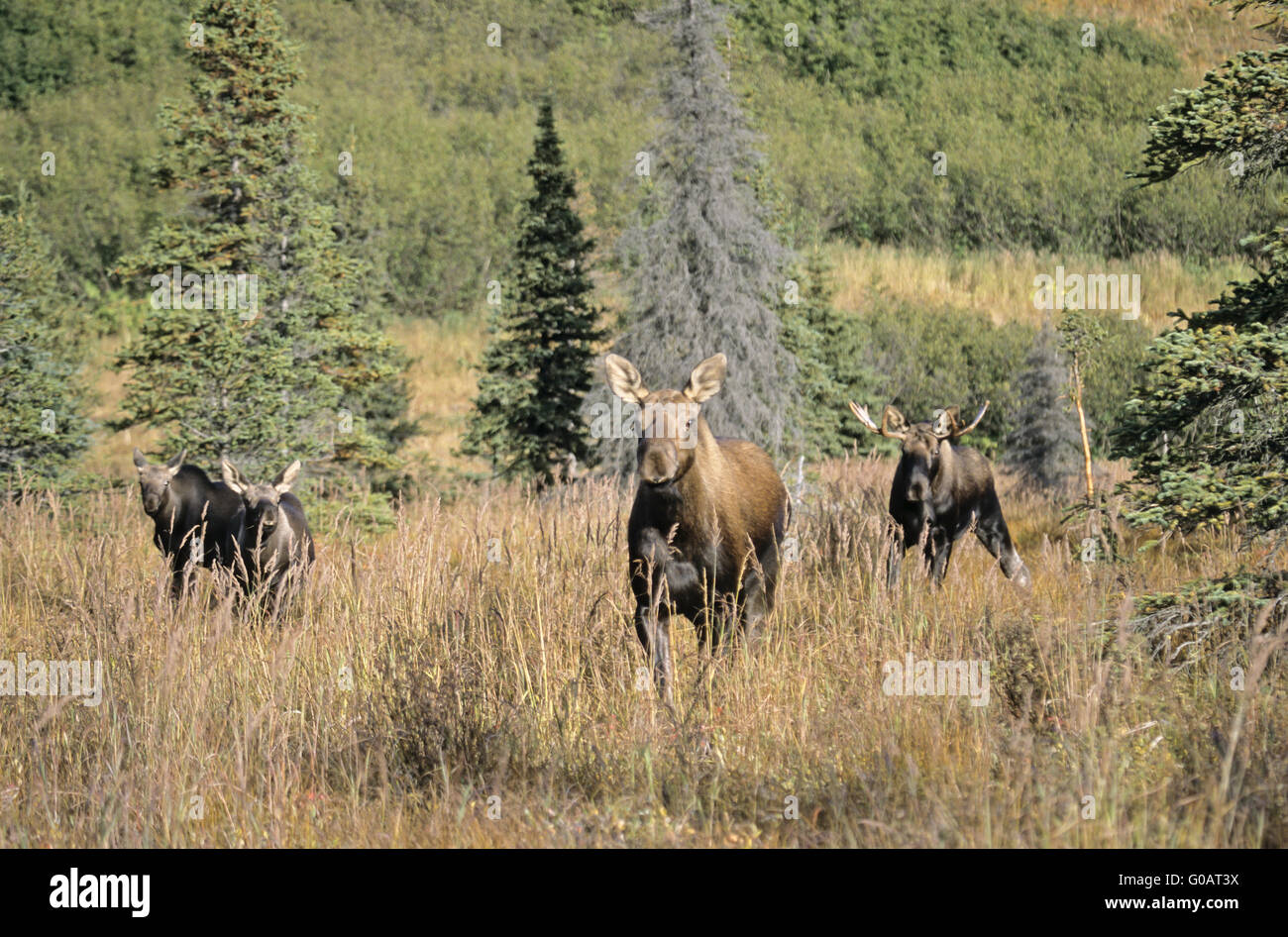 Young Bull Moose impress cow and calfs Stock Photo - Alamy