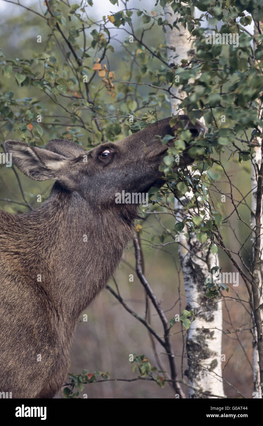 Cow Moose in portrait feeding birch leafes Stock Photo - Alamy