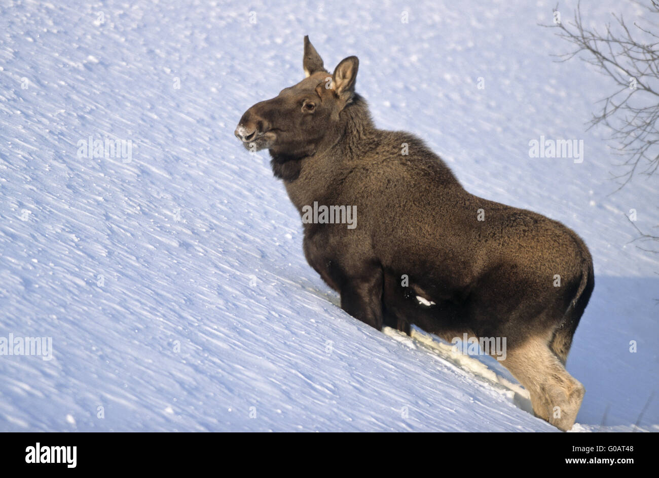 Baby moose in winter hi-res stock photography and images - Alamy
