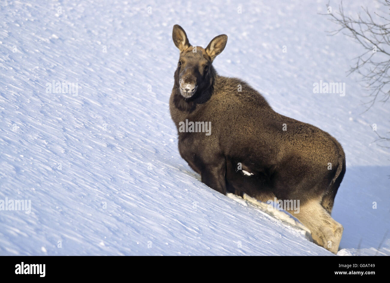Moose calf standing in deep snow Stock Photo - Alamy