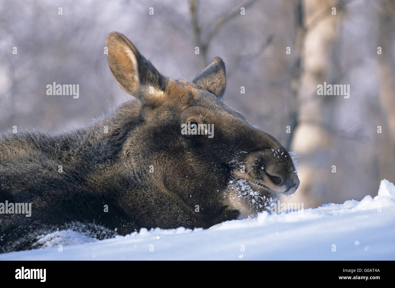 Moose calf resting in deep snow - (Eurasian Moose Stock Photo - Alamy
