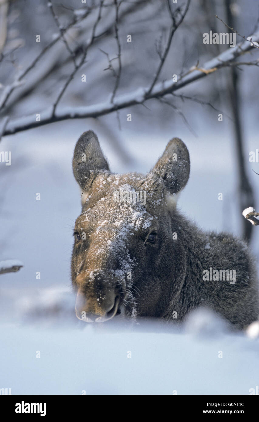 Moose calf resting in deep snow - (Eurasian Moose Stock Photo - Alamy