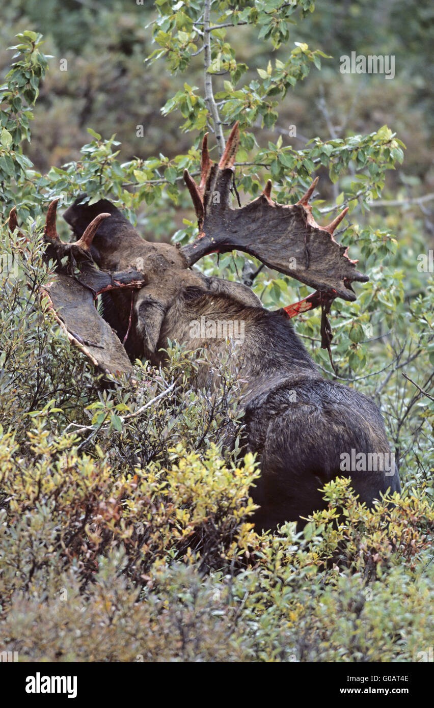 Bull Moose with velvet antler feeding leafes Stock Photo - Alamy