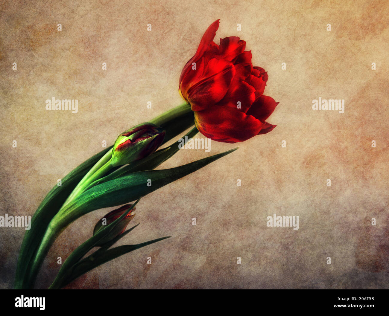 Spring passion hi-res stock photography and images - Alamy