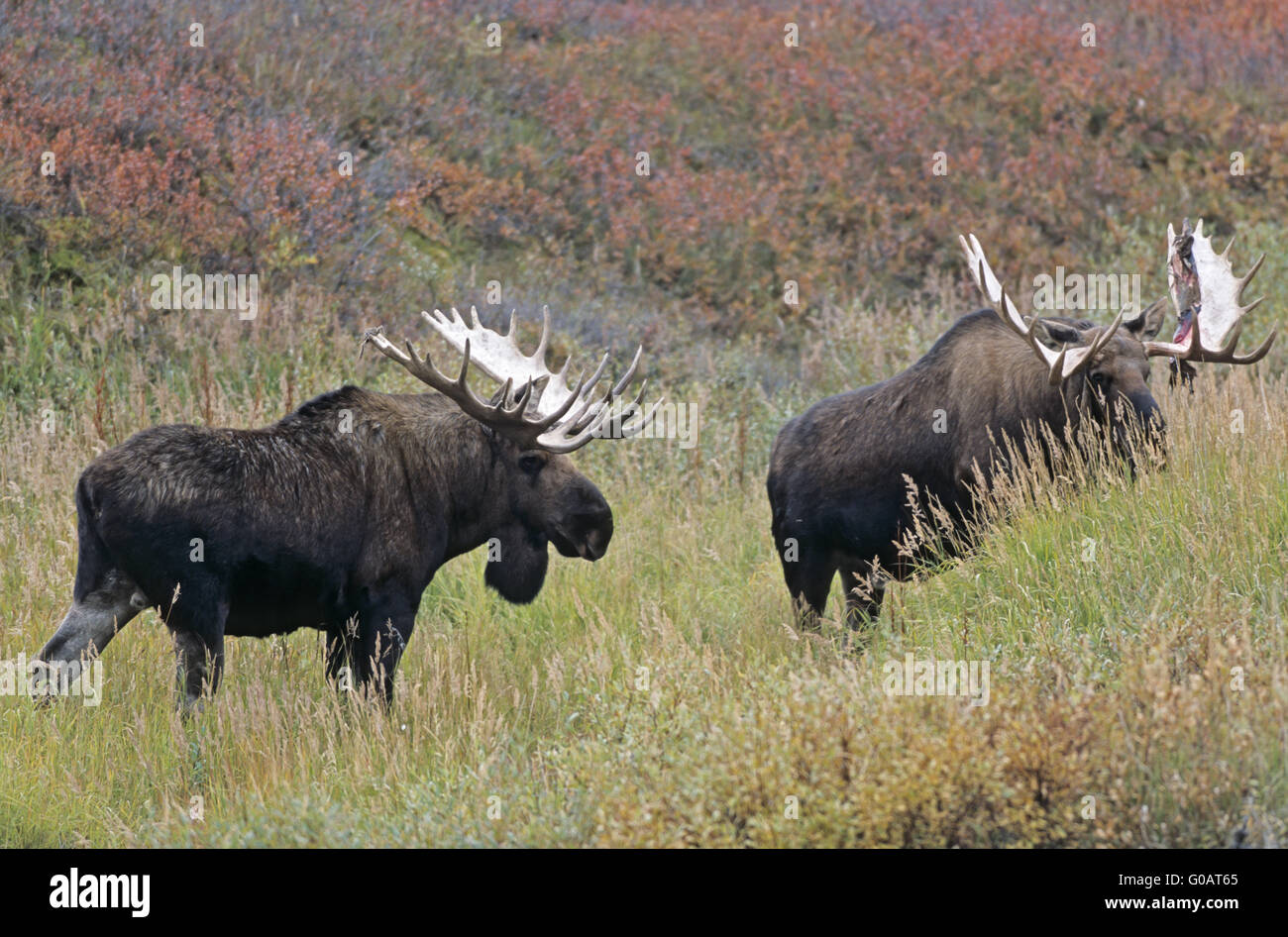 Antler clash hi-res stock photography and images - Alamy