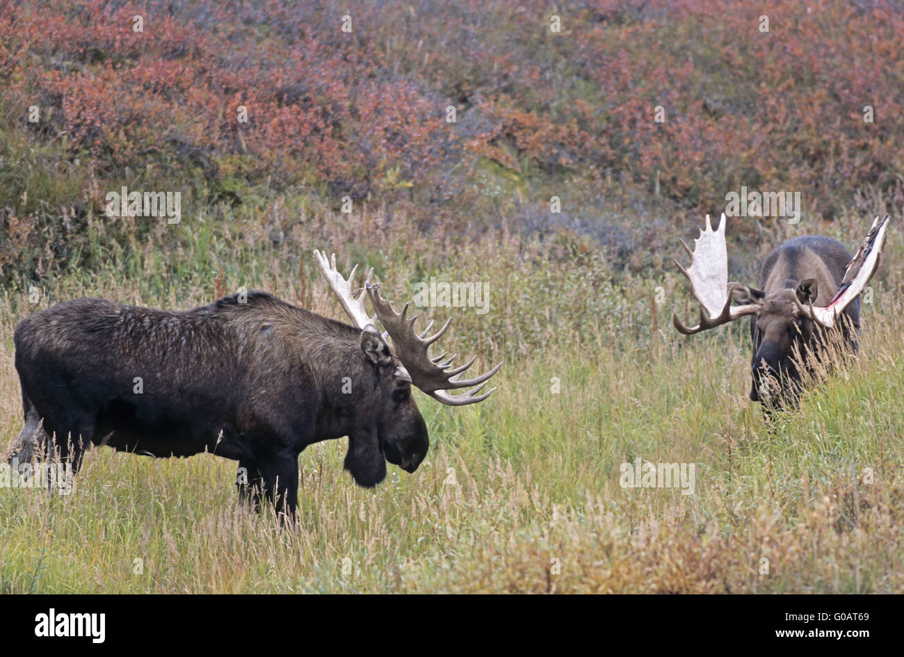 Alaska moose display hi-res stock photography and images - Alamy