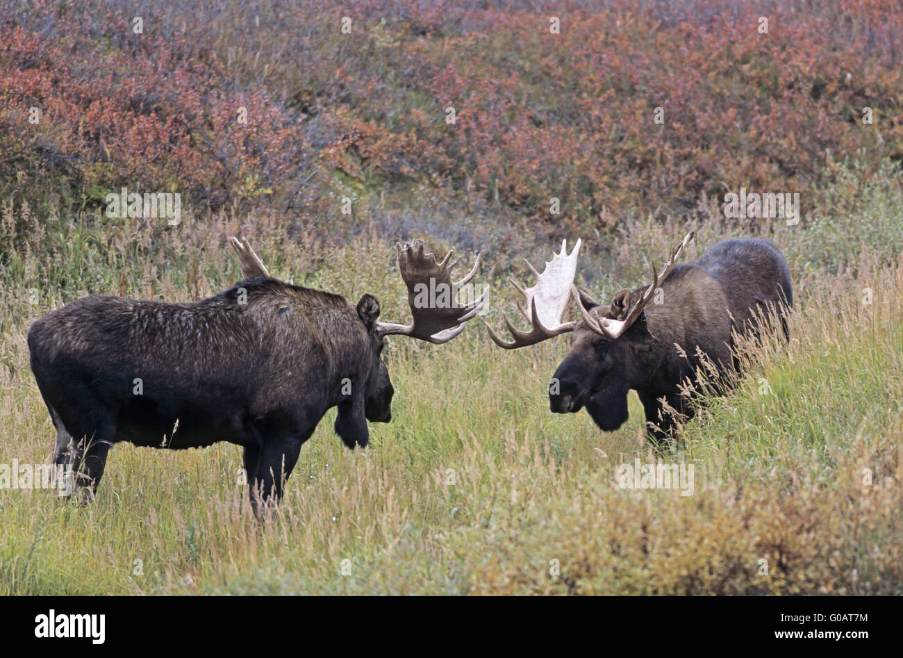 Bull Moose playfully fighting in the tundra Stock Photo - Alamy