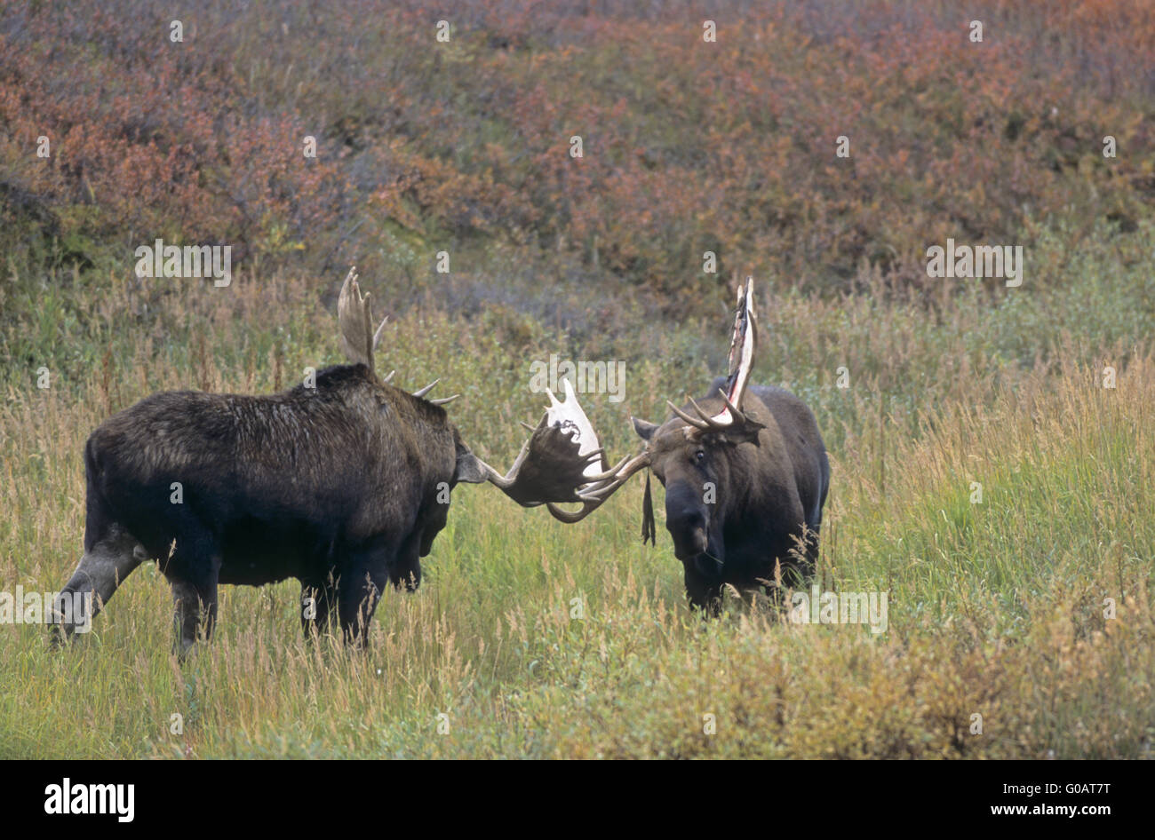Bull Moose playfully fighting in the tundra Stock Photo - Alamy