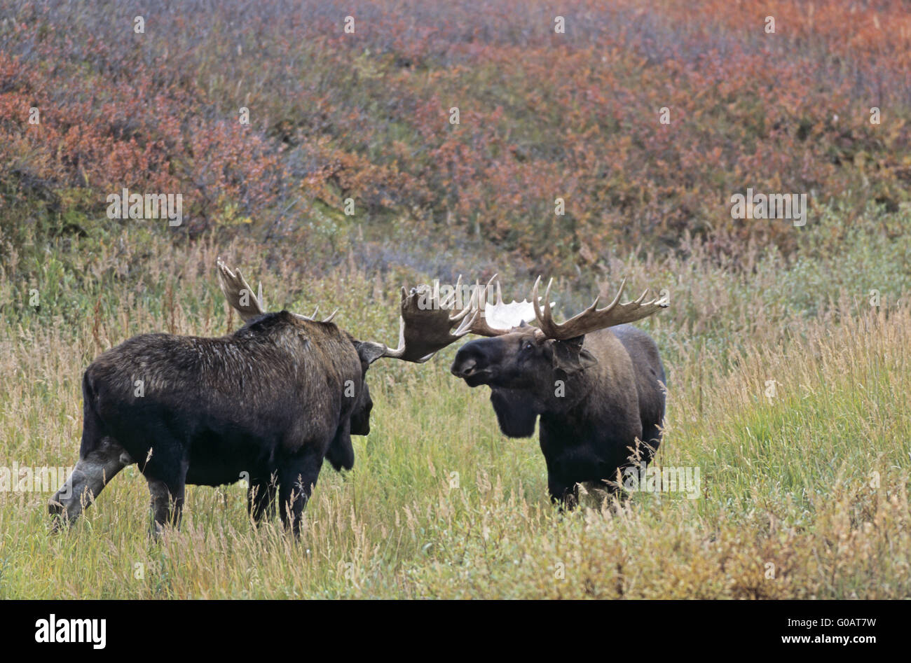 Bull Moose playfully fighting in the tundra Stock Photo - Alamy