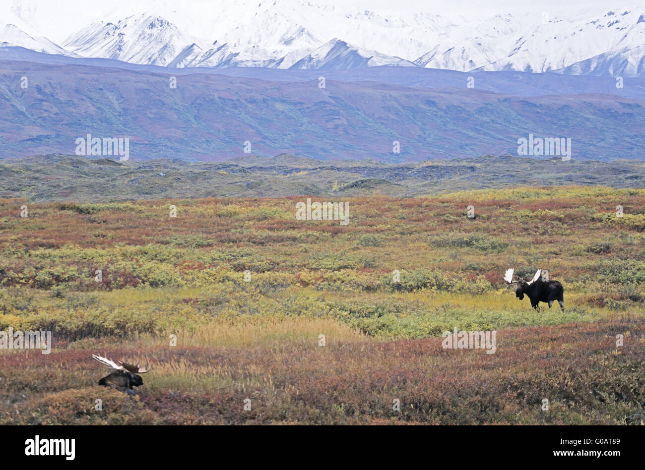 Bull Moose standing in front of the Alaska-Range Stock Photo - Alamy