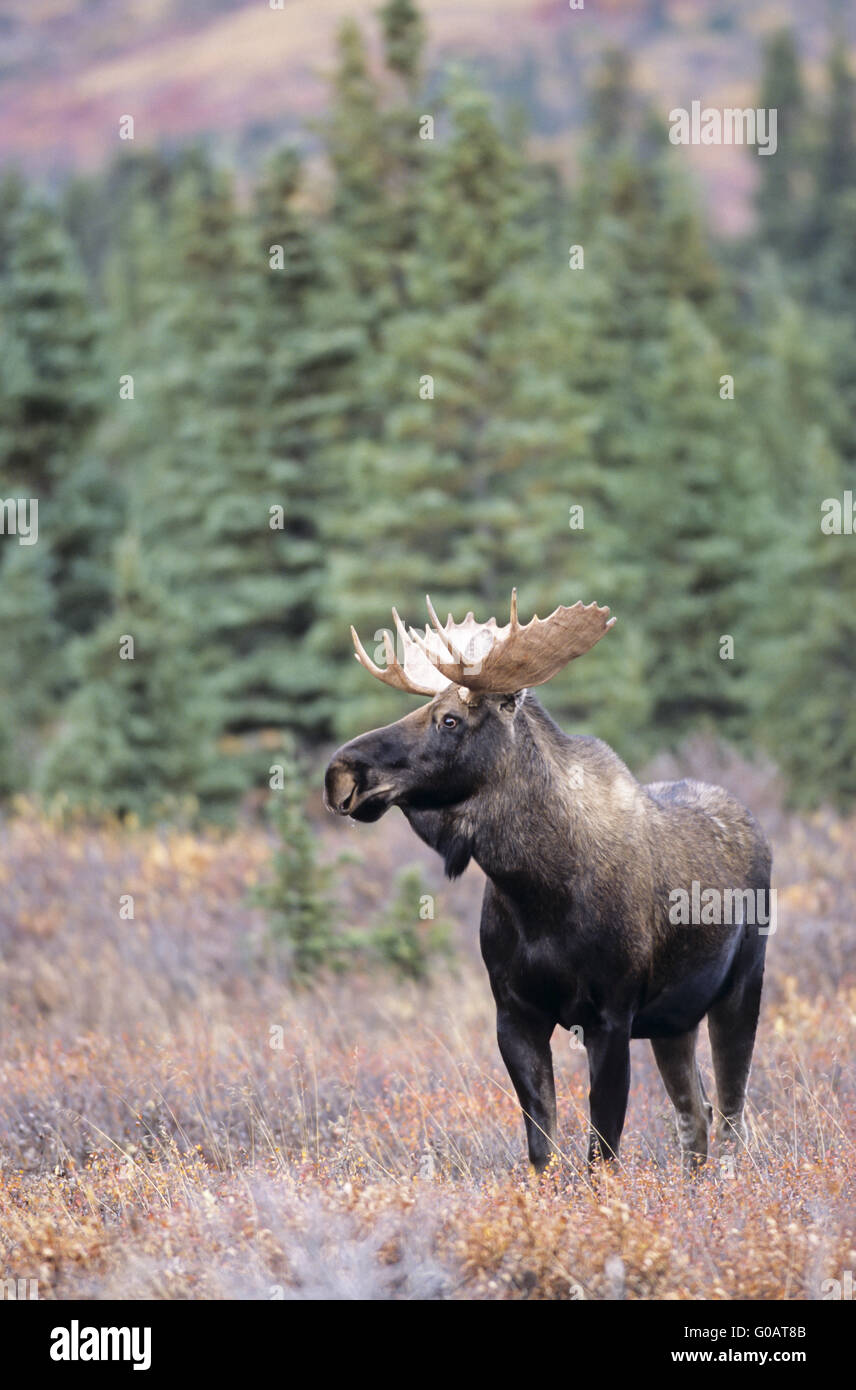 Young bull Moose in indian summer in the tundra Stock Photo - Alamy