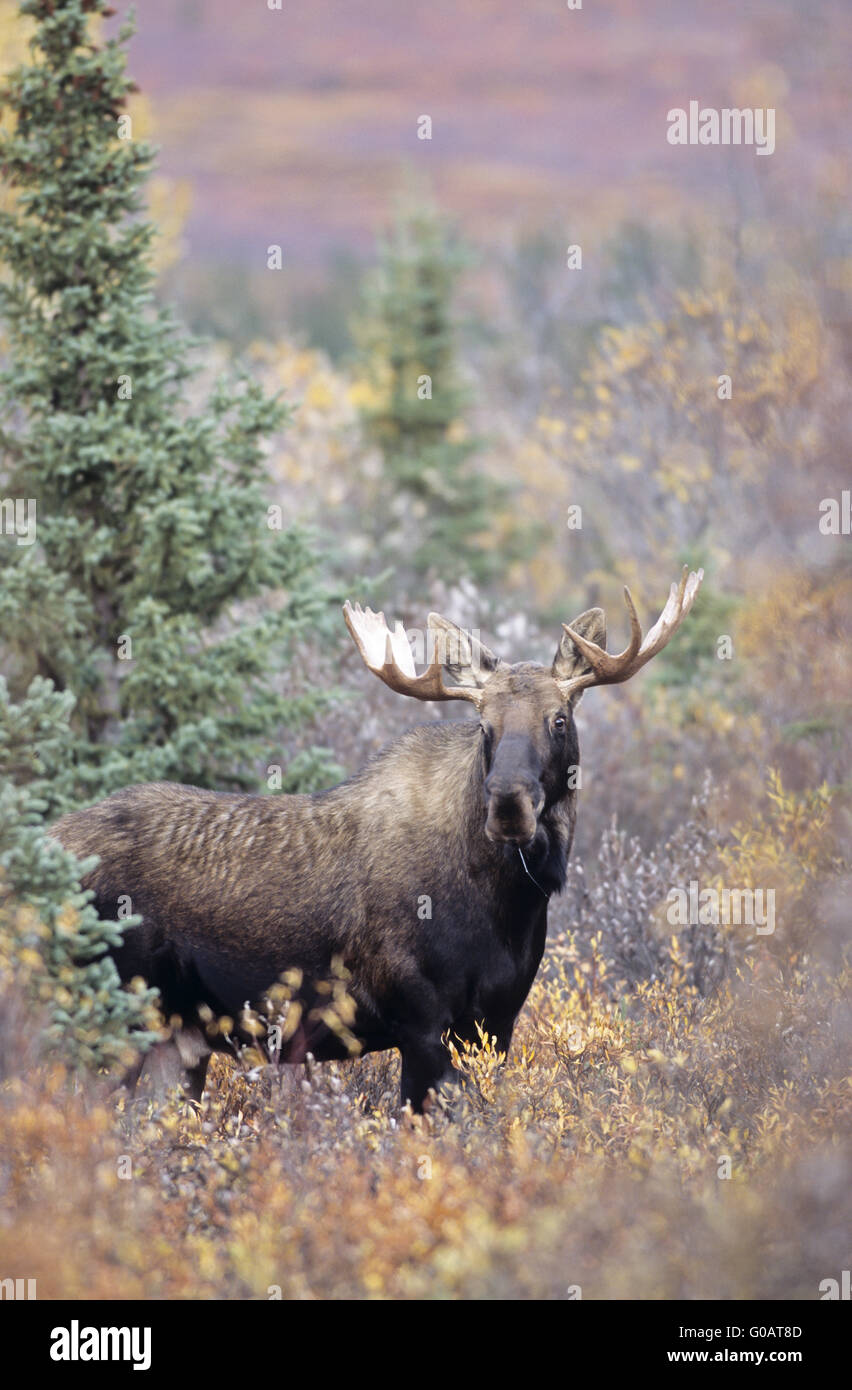 Stag moose hi-res stock photography and images - Alamy