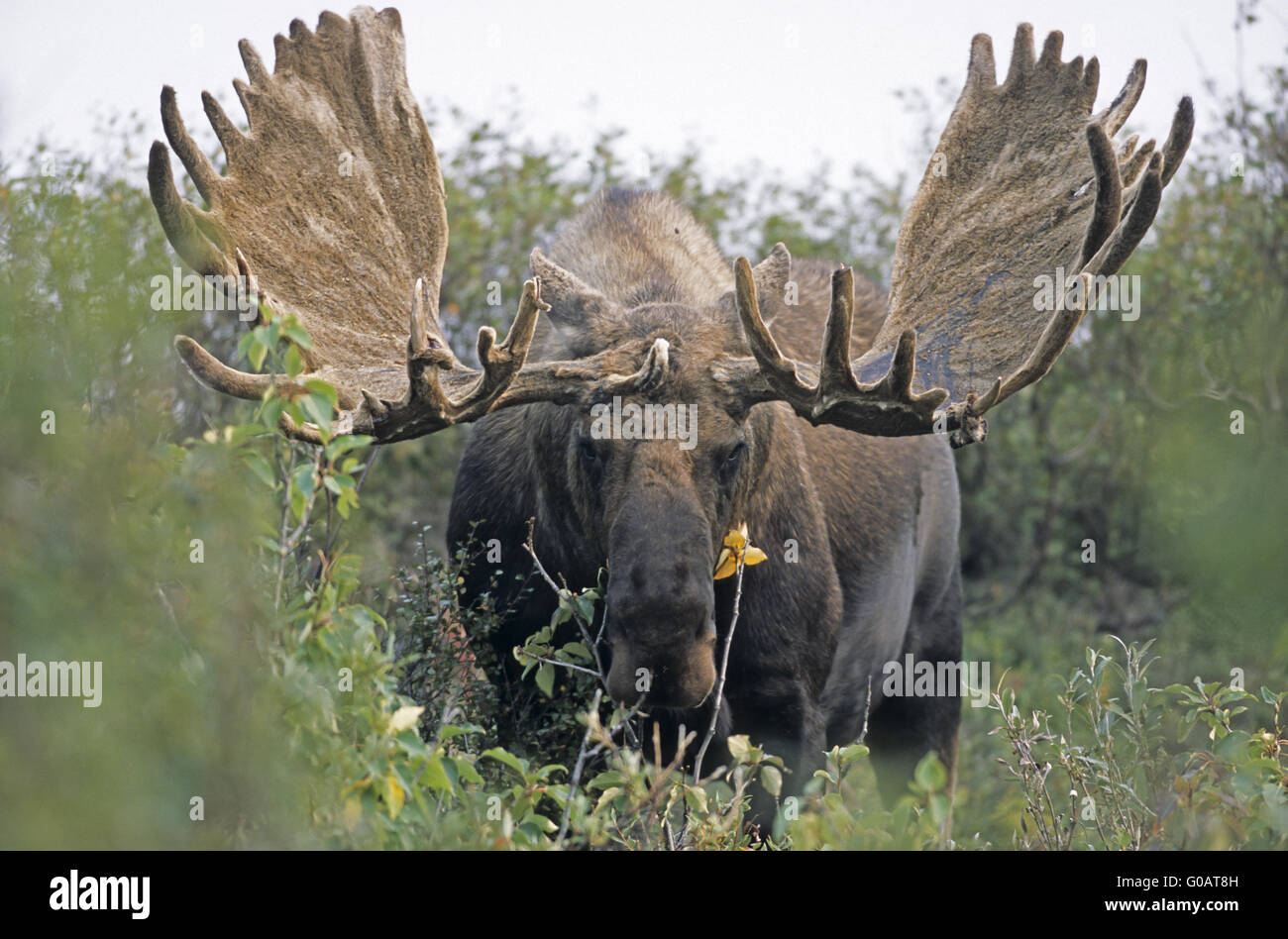 Antler park hi-res stock photography and images - Alamy