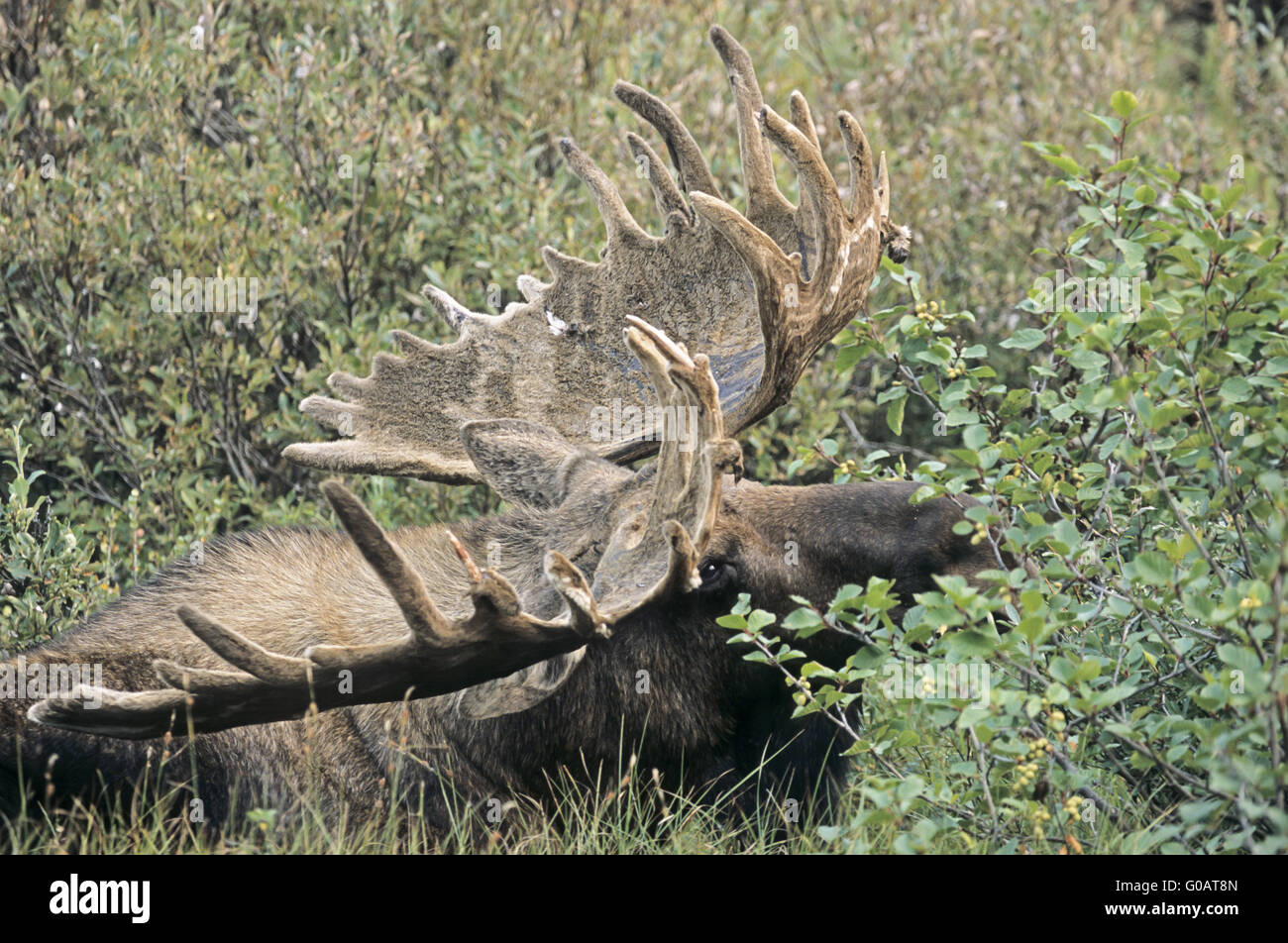 Bull Moose in portrait with velvet antler Stock Photo - Alamy
