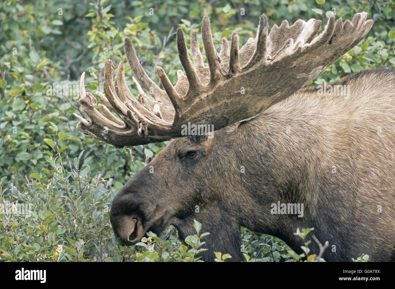 Bull Moose in portrait with velvet antler Stock Photo - Alamy