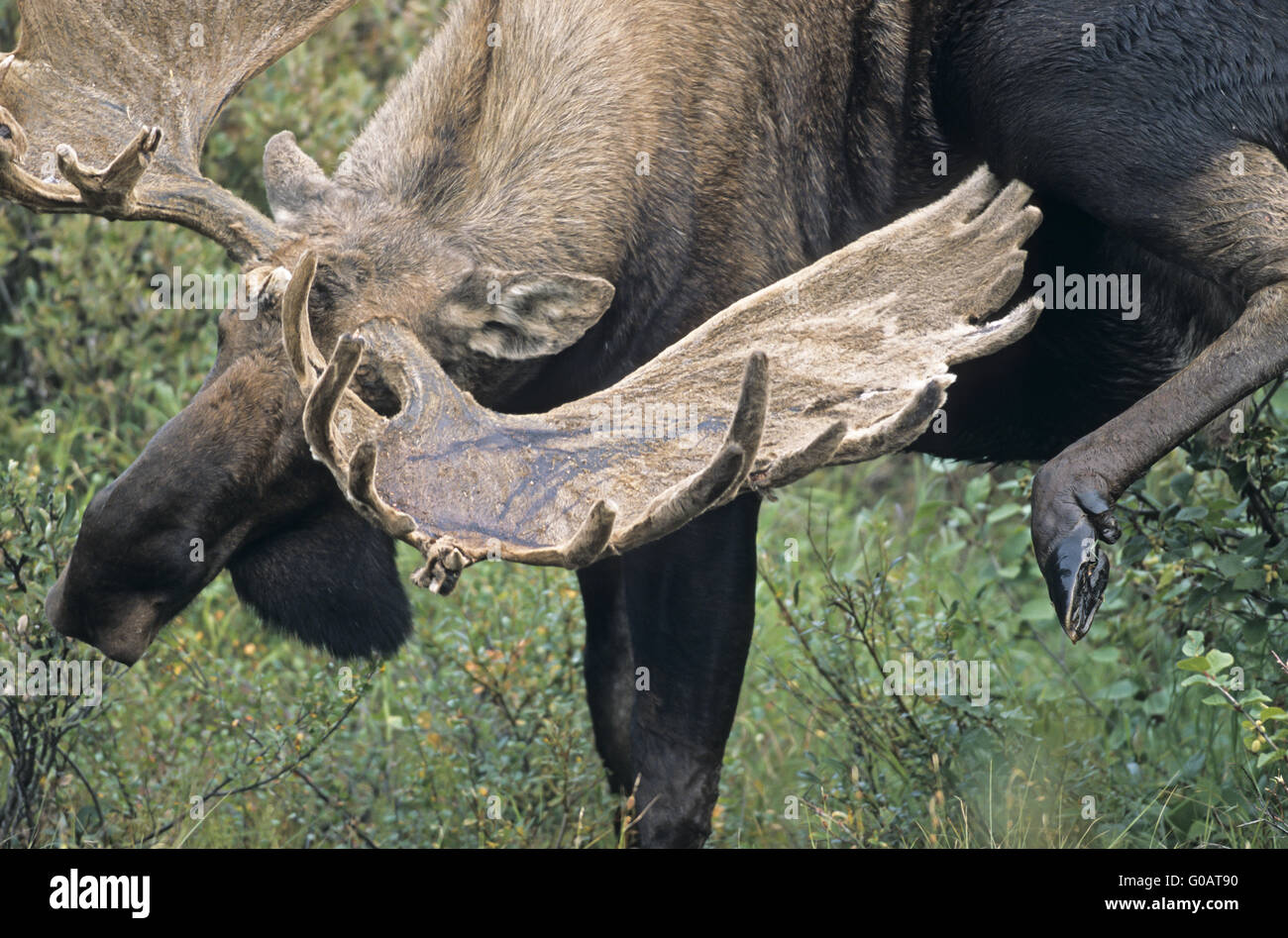 Bull Moose grooming his head with hind leg Stock Photo - Alamy