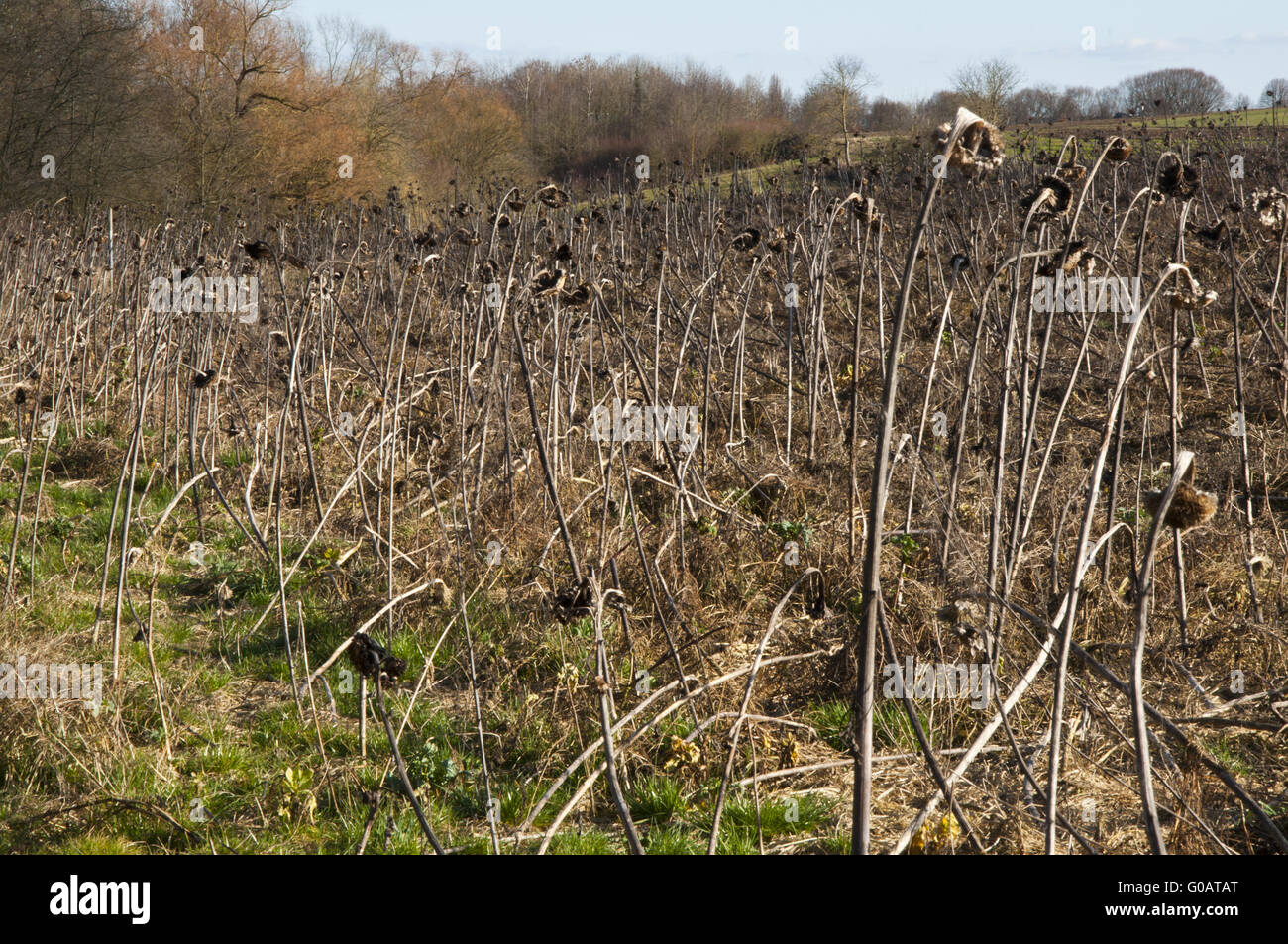 Dead sunflower field hi-res stock photography and images - Alamy