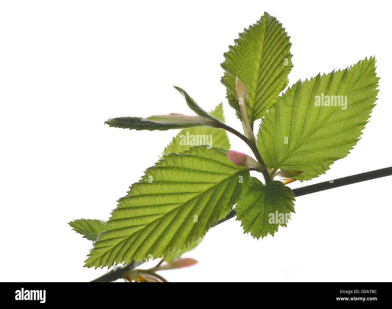 fresh beech leaves Stock Photo - Alamy