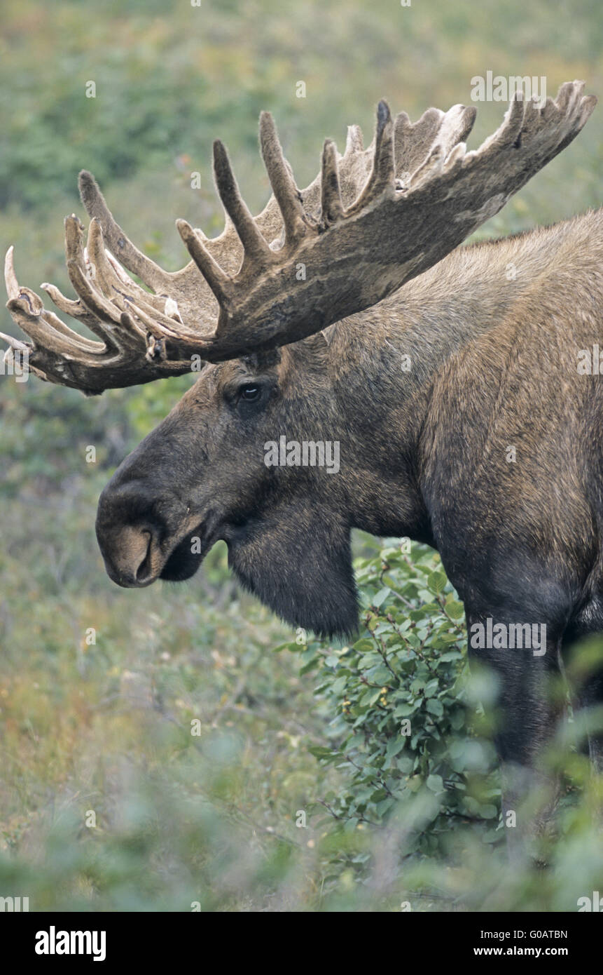 Bull Moose in portrait with velvet antler Stock Photo - Alamy
