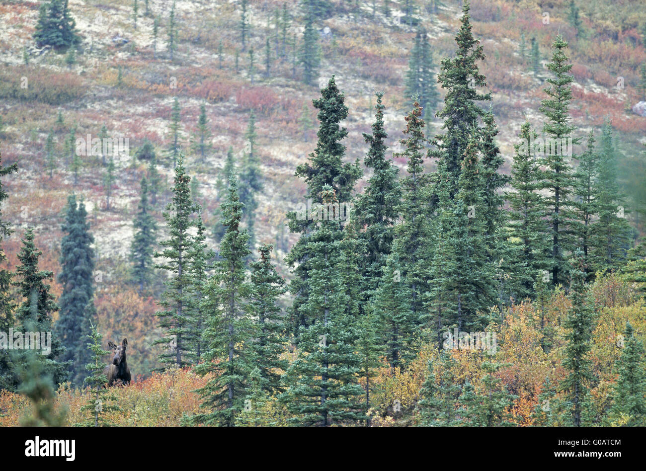 Cow Moose in the rutting season - (Alaska Moose Stock Photo - Alamy