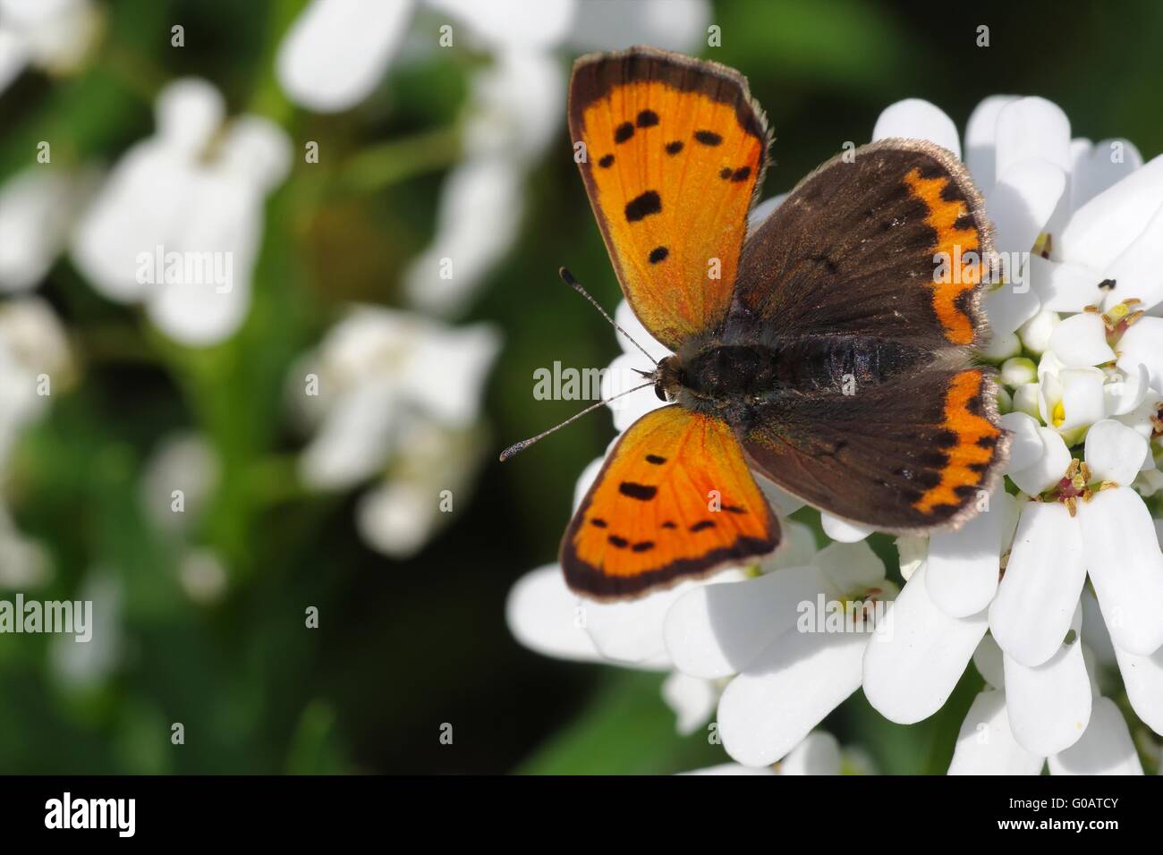 American everlasting hi-res stock photography and images - Alamy