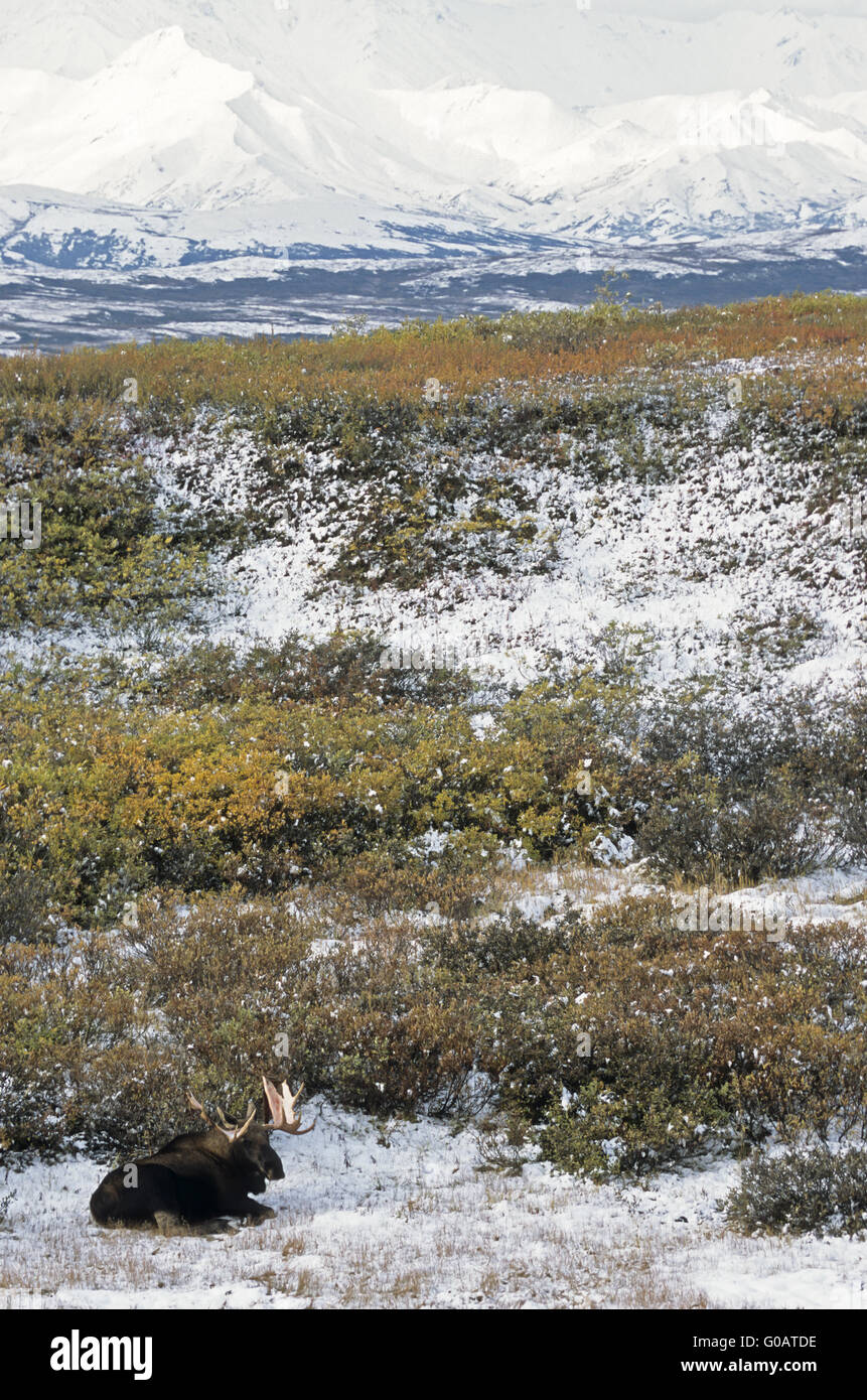 Bull Moose in front of the snowy Alaska-Range Stock Photo - Alamy