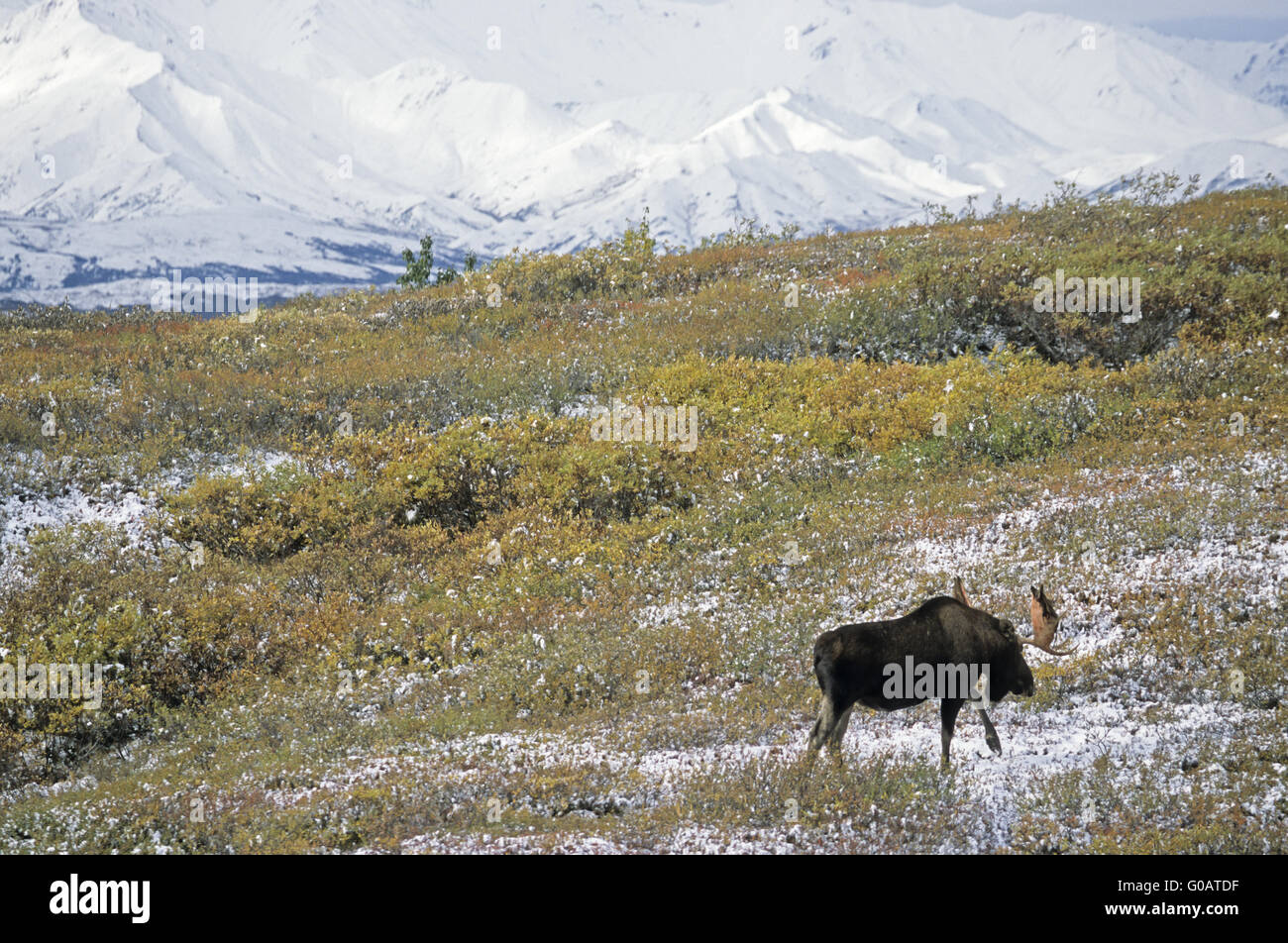Bull Moose in front of the snowy Alaska-Range Stock Photo - Alamy