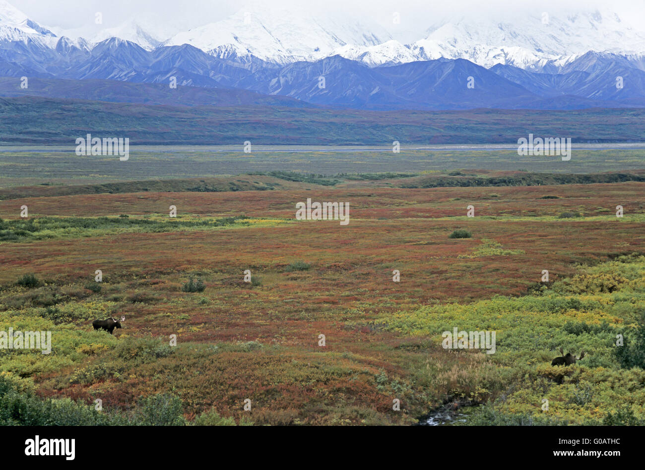 Bull Moose standing in front of the Alaska-Range Stock Photo - Alamy