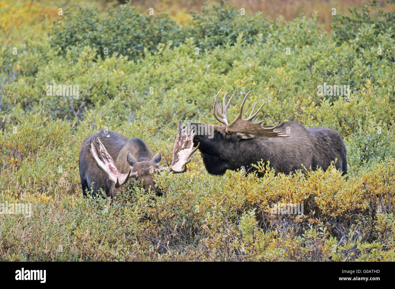 Bull Moose playfully fighting in the tundra Stock Photo - Alamy
