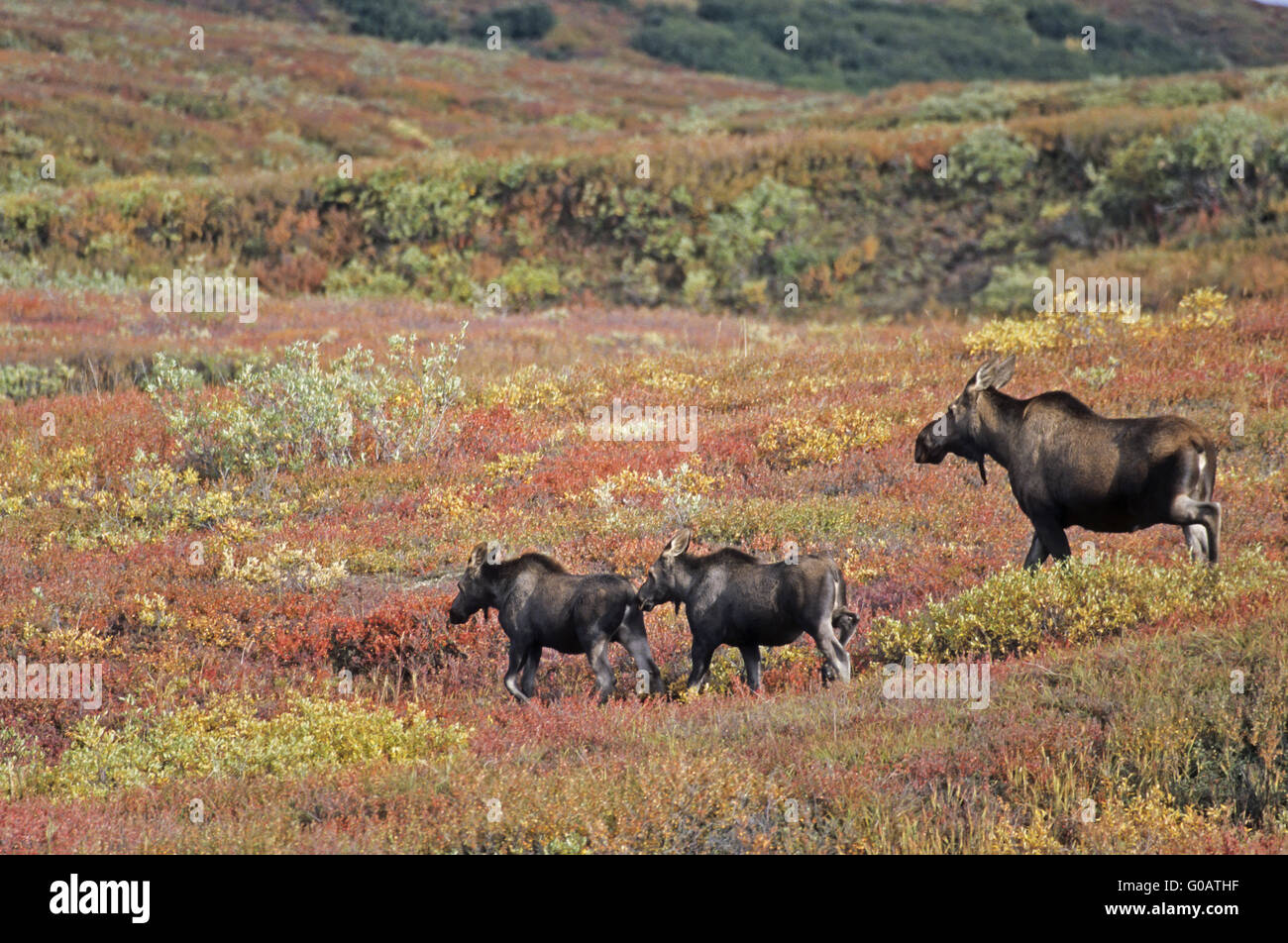Cow Moose and calfs in the tundra in fall Stock Photo - Alamy
