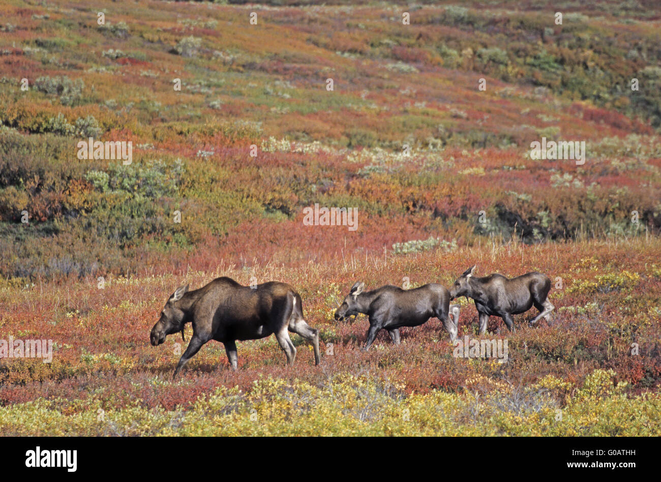Cow Moose and calfs in the tundra in fall Stock Photo - Alamy