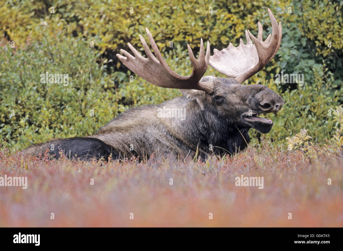 Yawning moose hi-res stock photography and images - Alamy