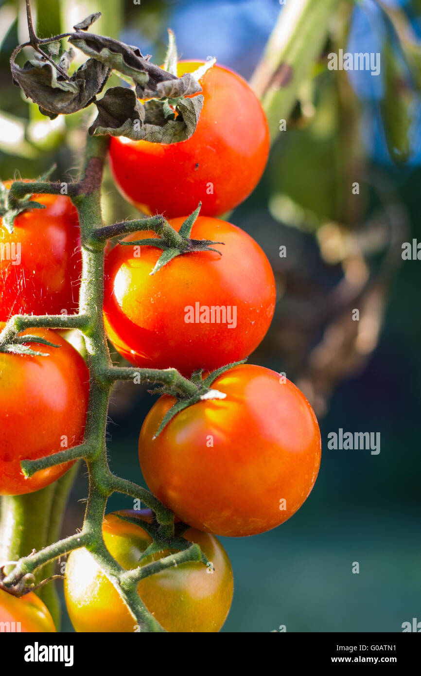 Tomato shrub hi-res stock photography and images - Alamy