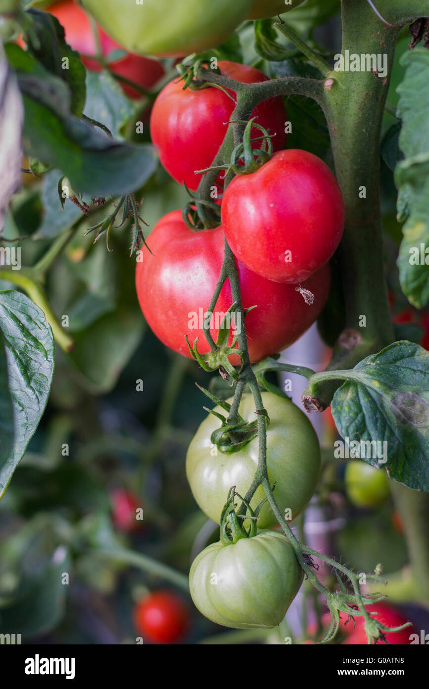 Tomato shrub hi-res stock photography and images - Alamy
