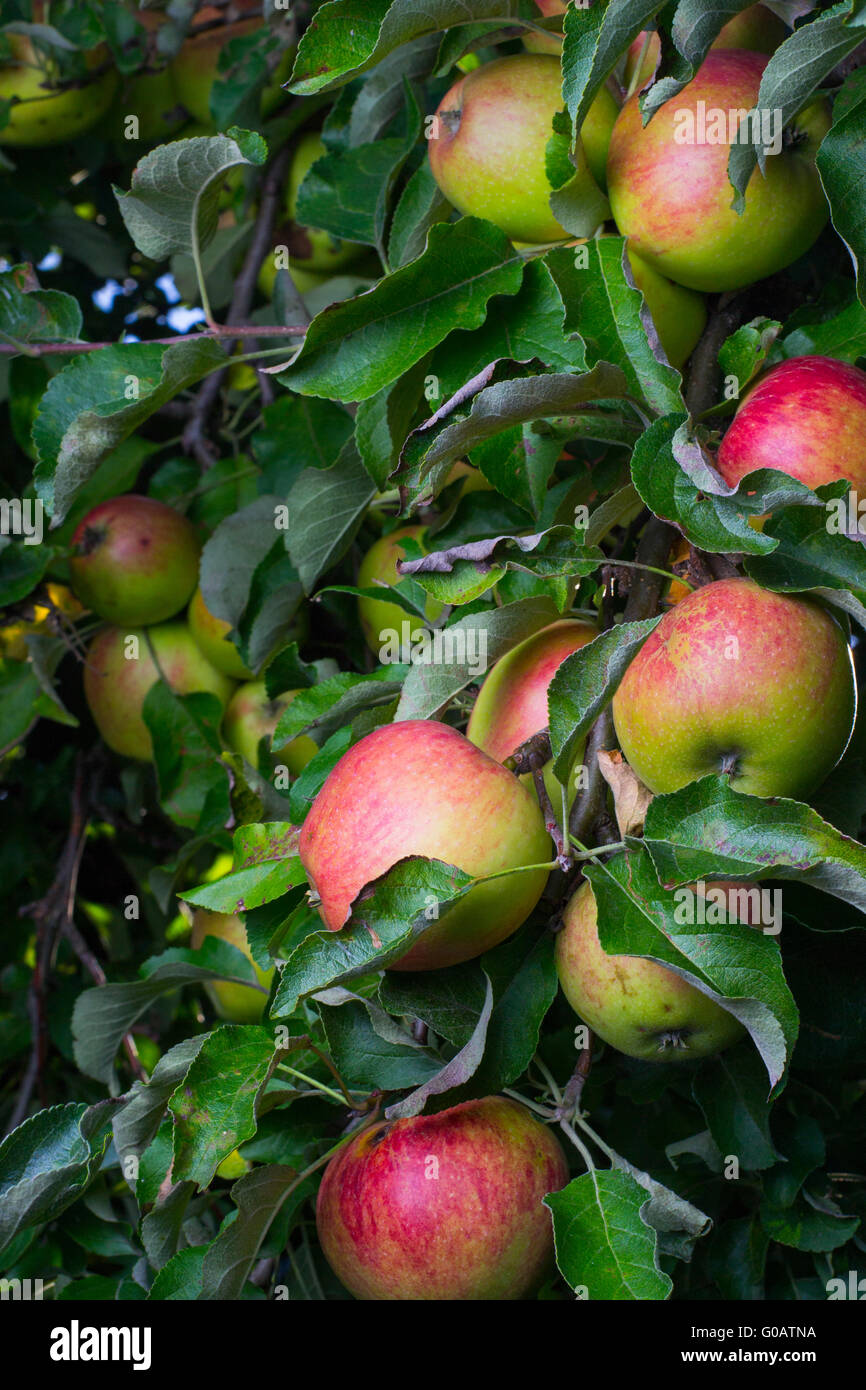 Apple tree yard hi-res stock photography and images - Alamy
