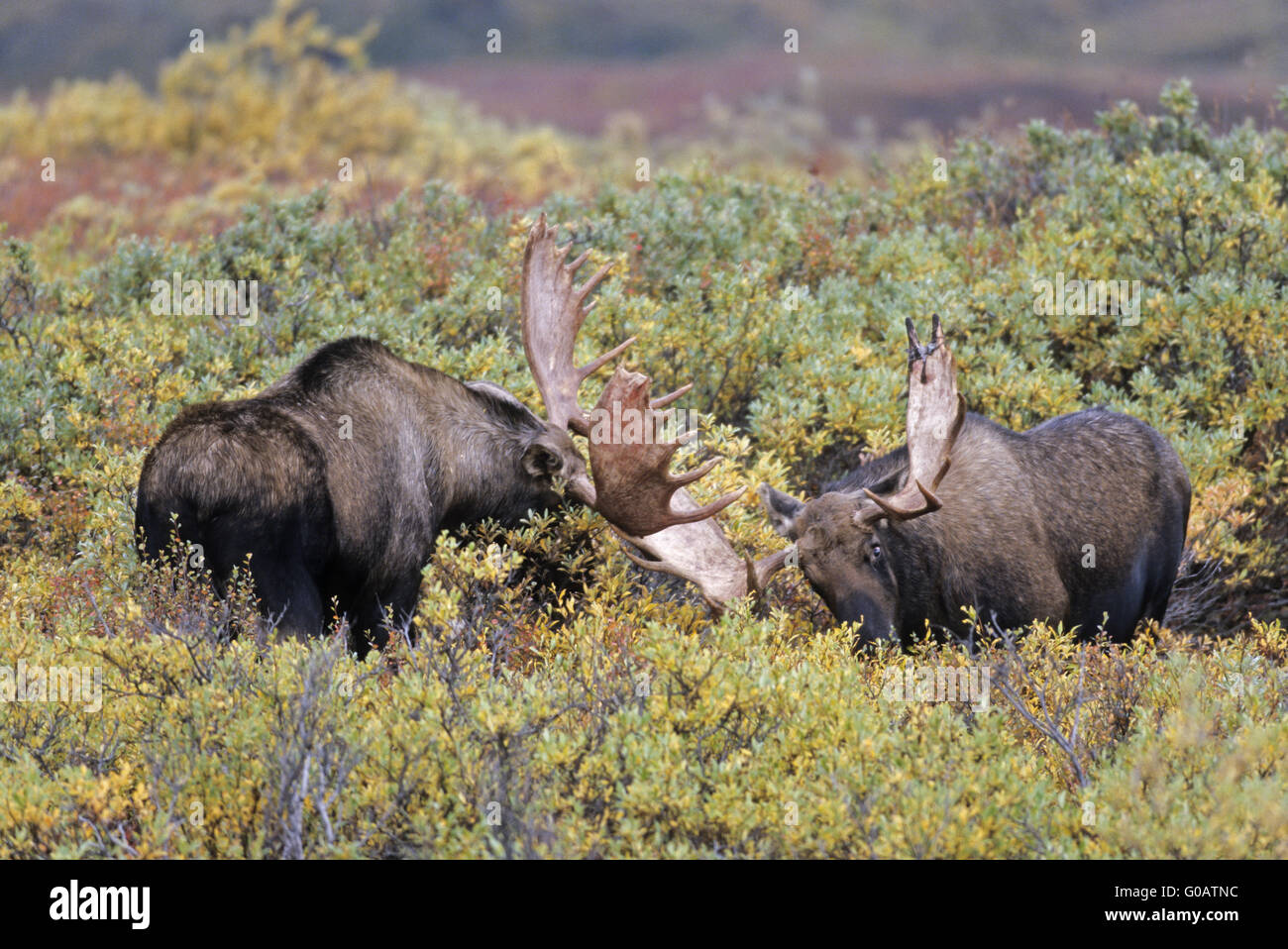 Bull Moose playfully fighting in the tundra Stock Photo - Alamy