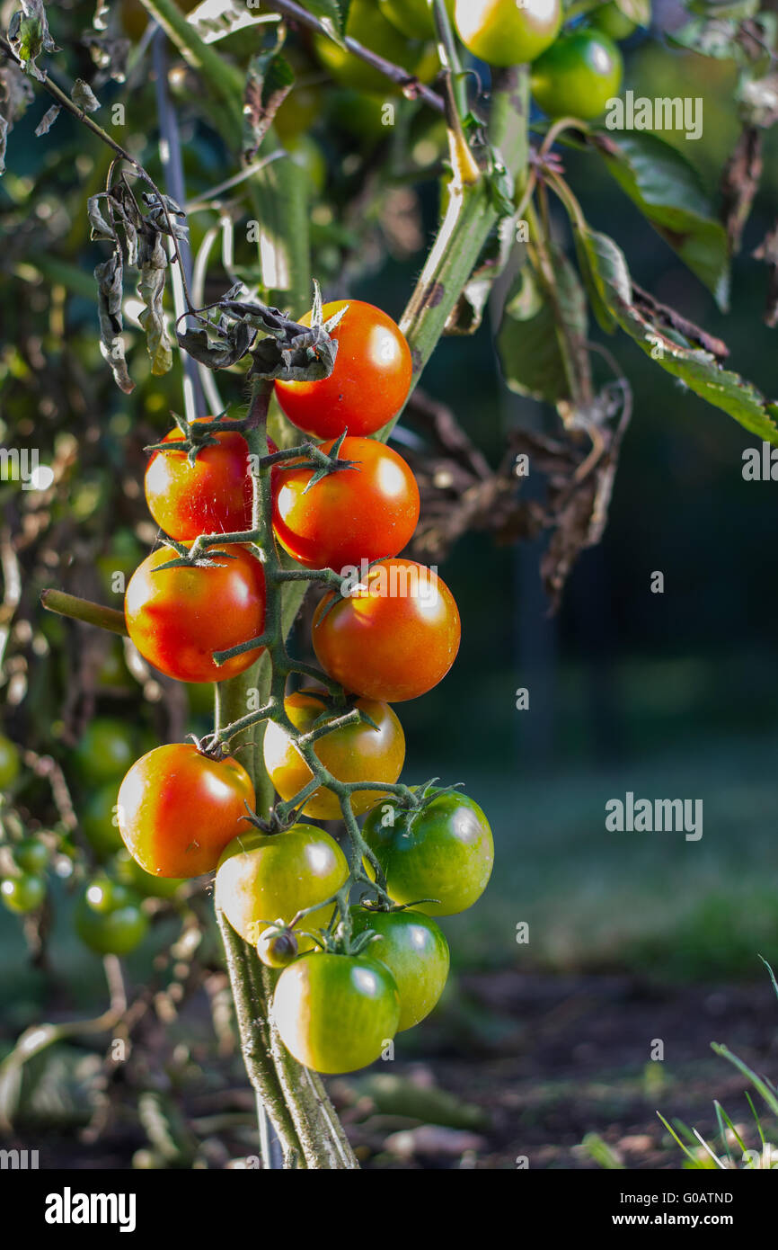 Tomato shrub hi-res stock photography and images - Alamy