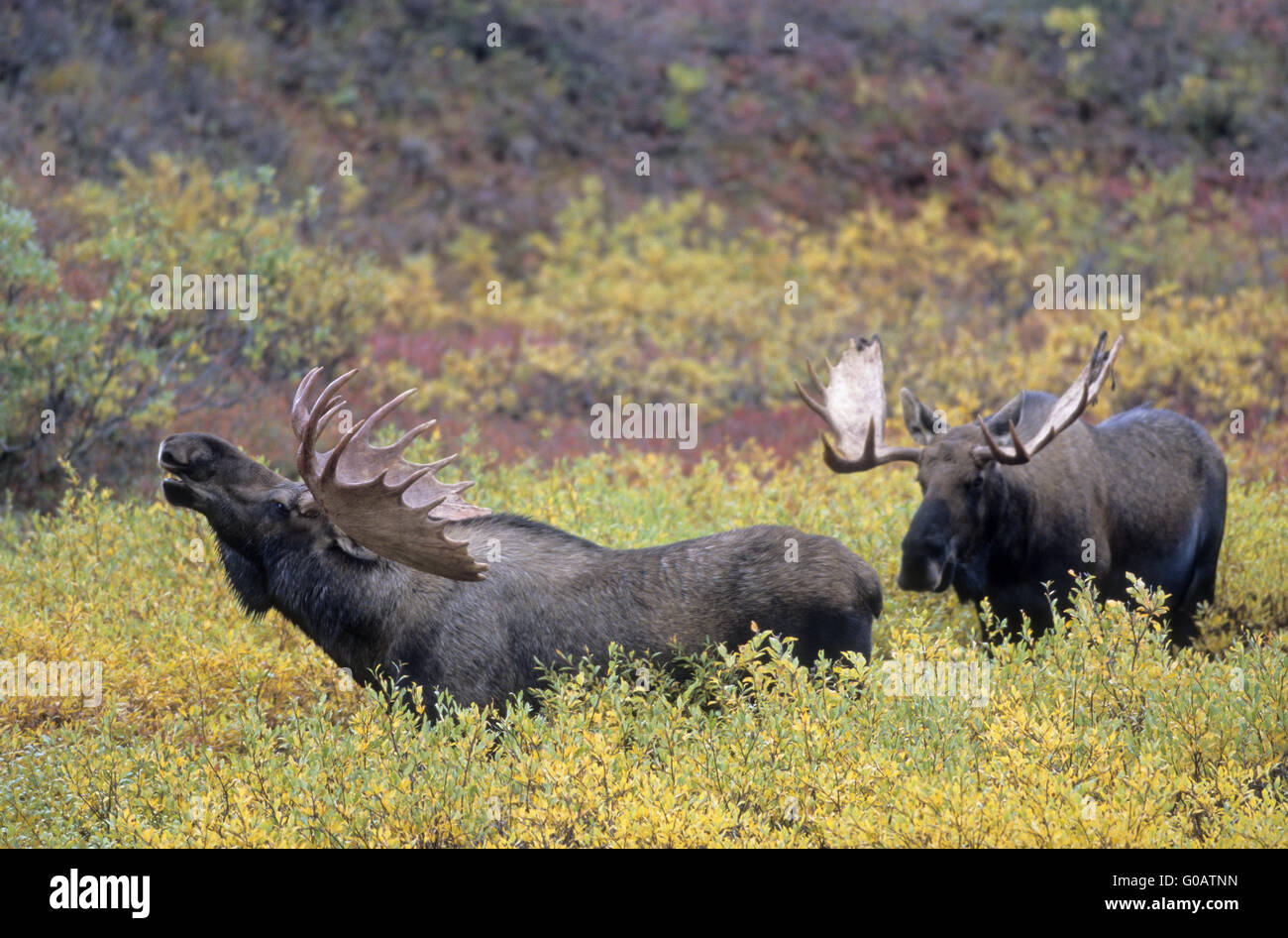 Bull Moose playfully fighting in the tundra Stock Photo - Alamy