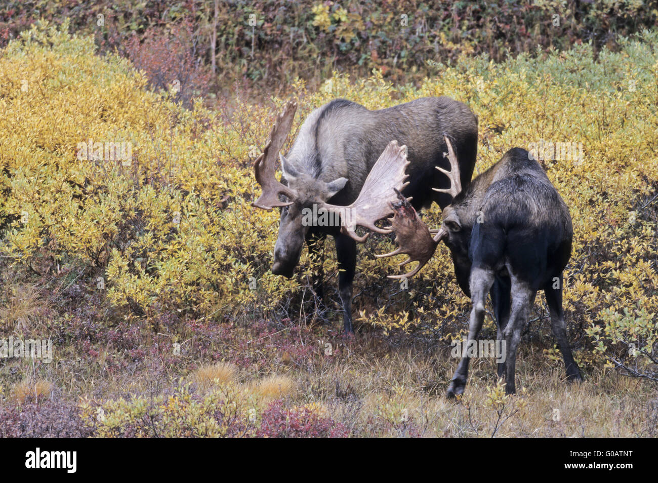 Bull Moose playfully fighting in the tundra Stock Photo - Alamy