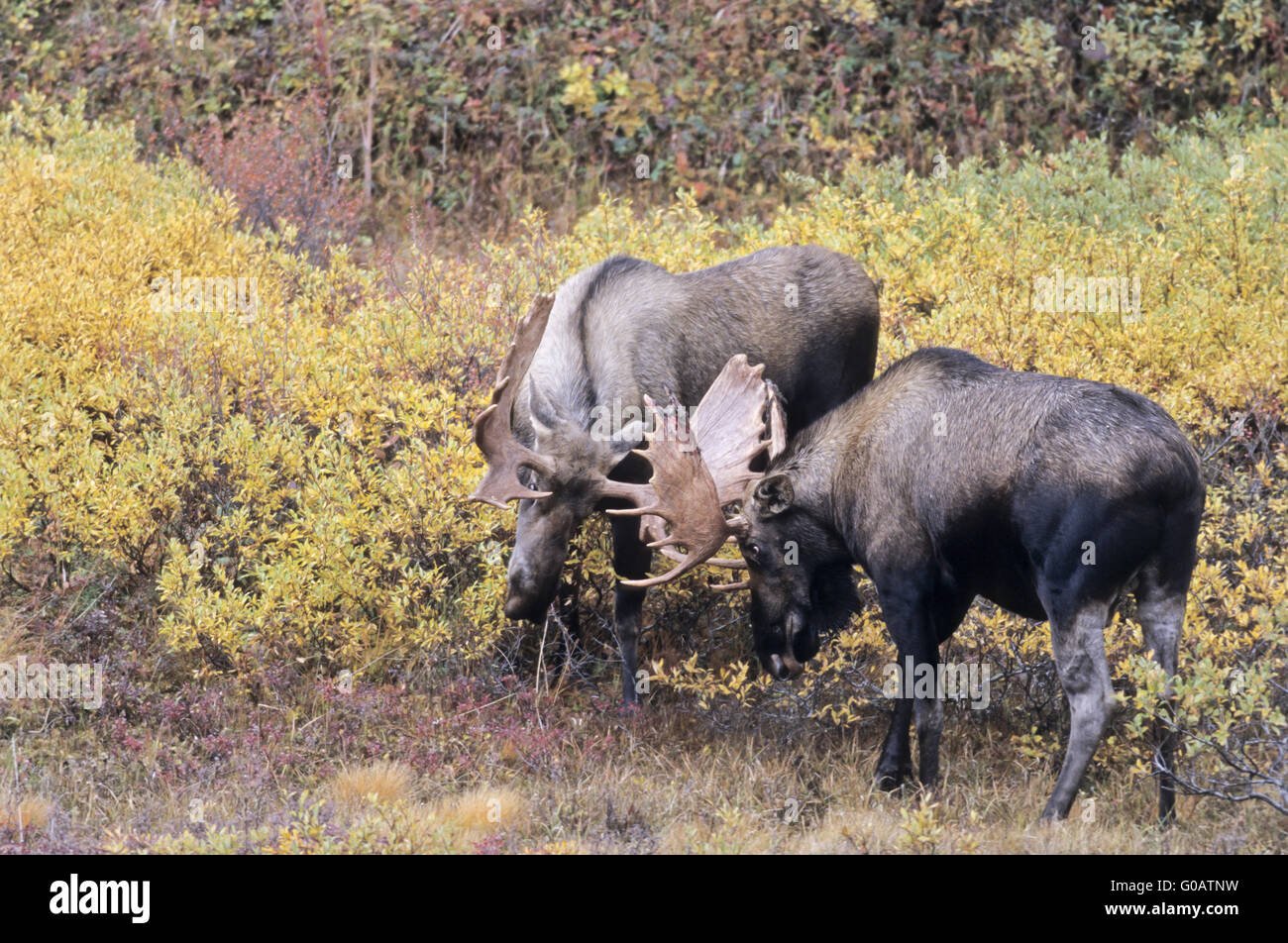 Bull Moose playfully fighting in the tundra Stock Photo - Alamy