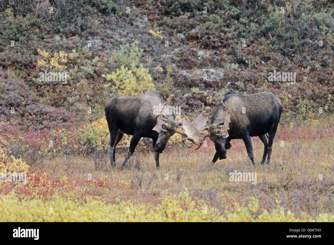 Bull Moose playfully fighting in the tundra Stock Photo - Alamy