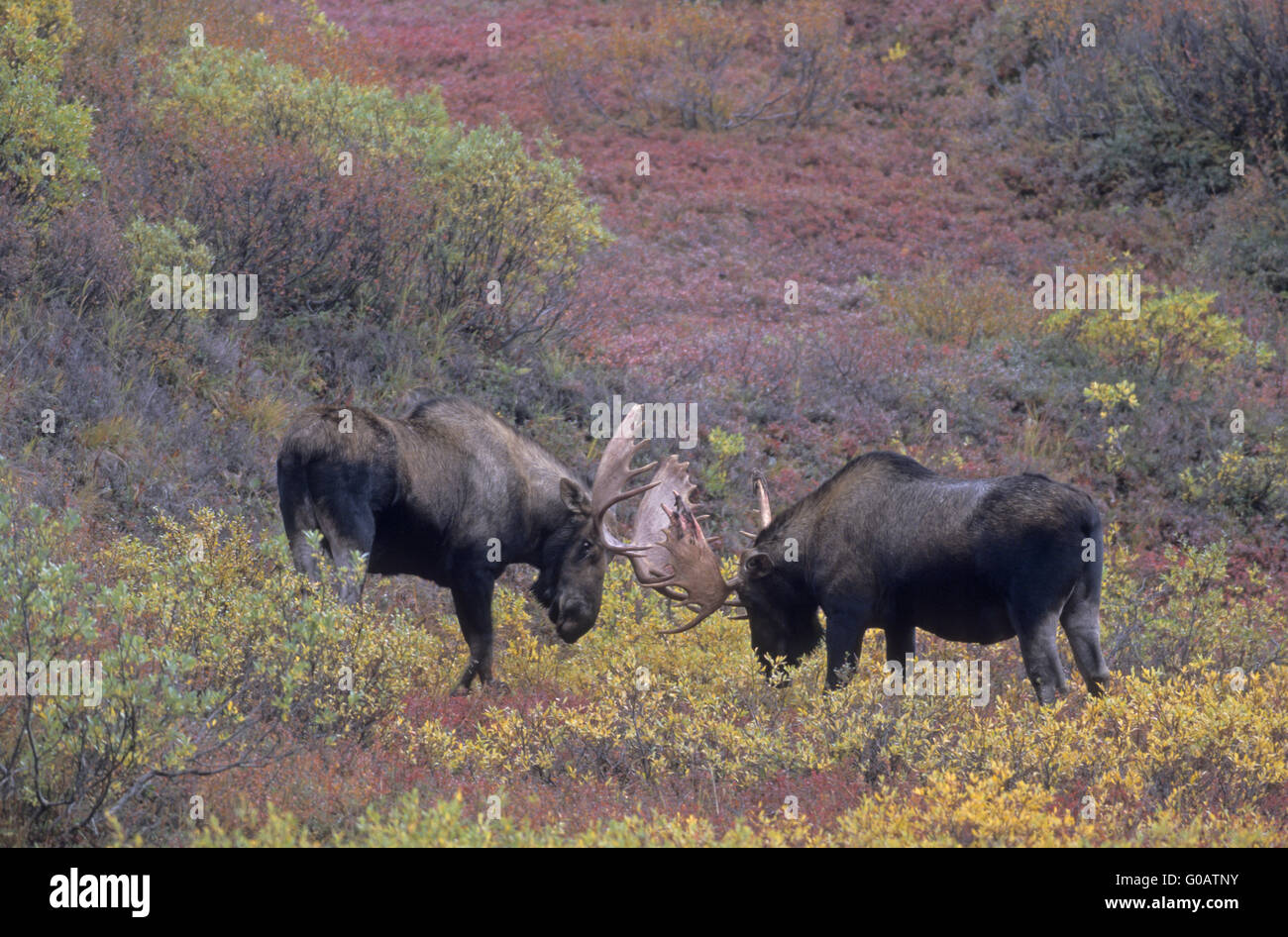 Bull Moose playfully fighting in the tundra Stock Photo - Alamy