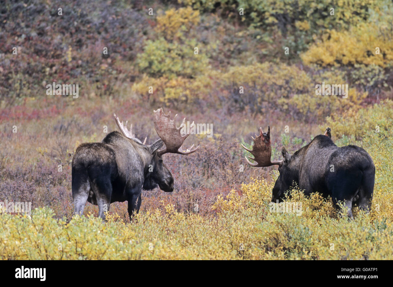 Bull Moose playfully fighting in the tundra Stock Photo - Alamy